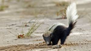 Cangambá: Características e Fotos – Mundo Ecologia