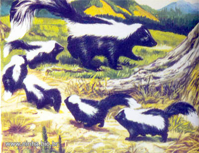 Cangambá: Características e Fotos – Mundo Ecologia