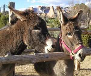 Asno: Curiosidades e Fatos Interessantes Sobre o Animal | Mundo Ecologia