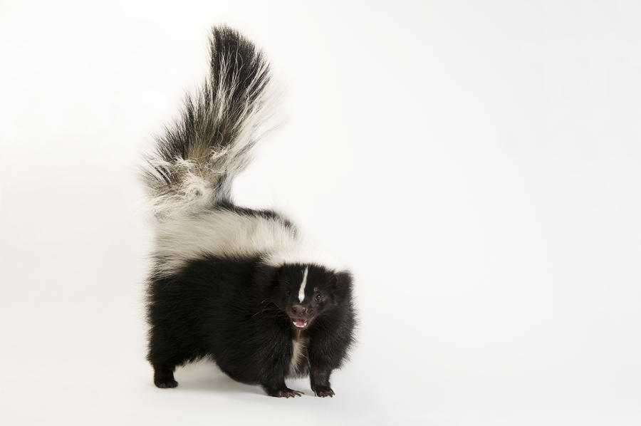 Cangambá: Características e Fotos – Mundo Ecologia