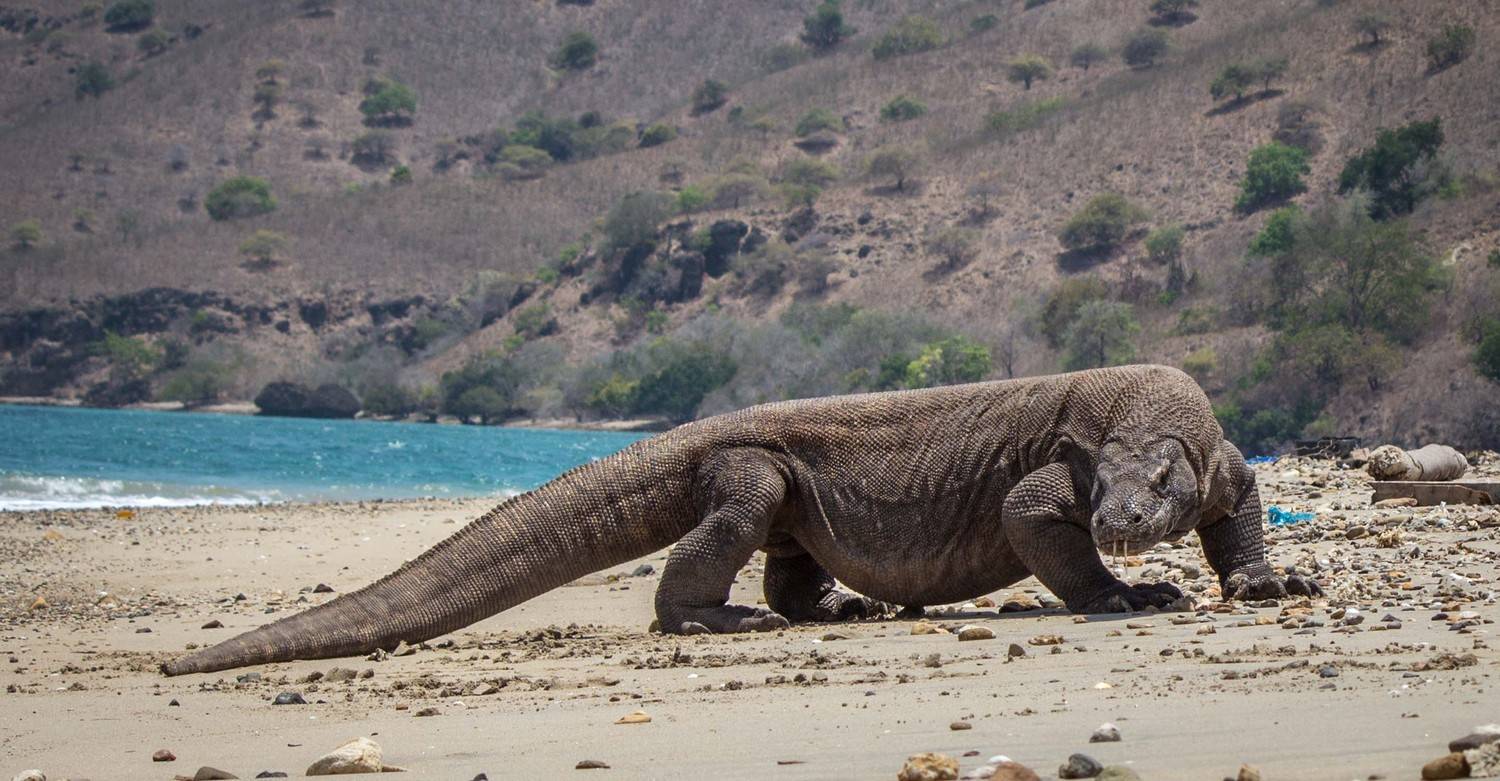 Habitat do Dragão-de-Komodo: Onde Eles Vivem? | Mundo Ecologia