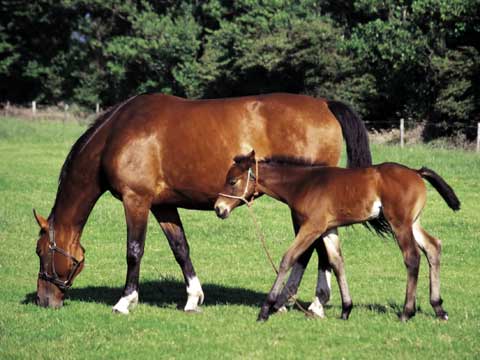Tudo Sobre o Asno: Caracteristicas, Nome Cientifico e Fotos | Mundo ...