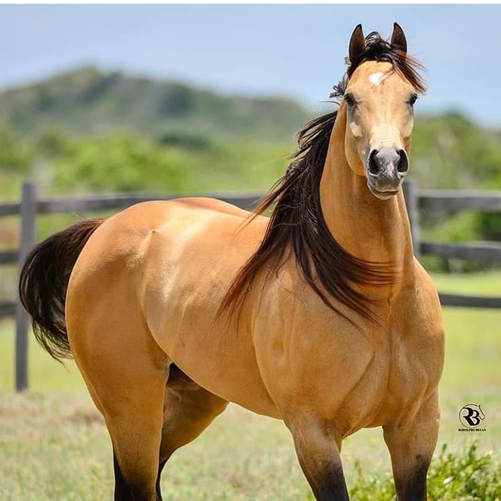 Tudo Sobre o Asno: Caracteristicas, Nome Cientifico e Fotos | Mundo ...