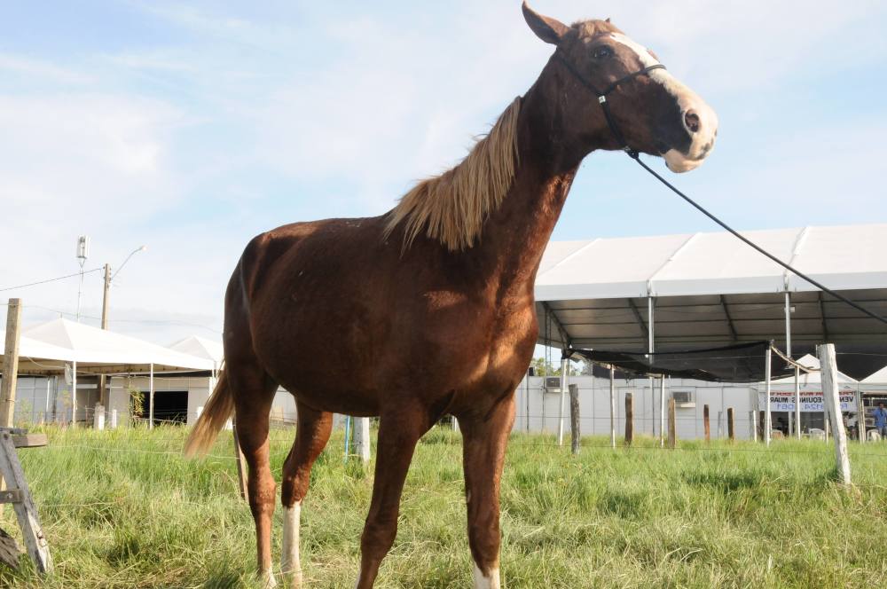 Tudo Sobre o Asno: Caracteristicas, Nome Cientifico e Fotos | Mundo ...