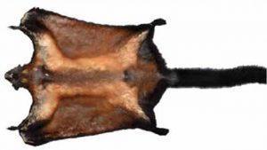 Esquilo Voador: Características, Nome Científico, Habitat e Fotos ...