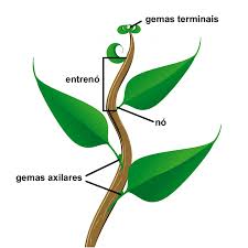 Quais os Tipos de Caule de Plantas? Classificação dos Caules – Mundo ...