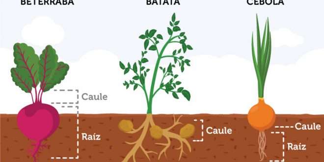 Quais São os Caules Comestíveis? Quais os Mais Consumidos? | Mundo Ecologia