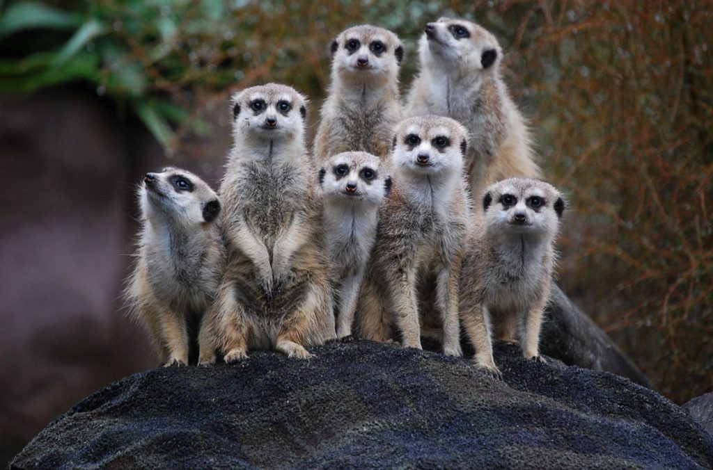 Tudo Sobre O Suricato: Características, Nome Científico E Fotos ...