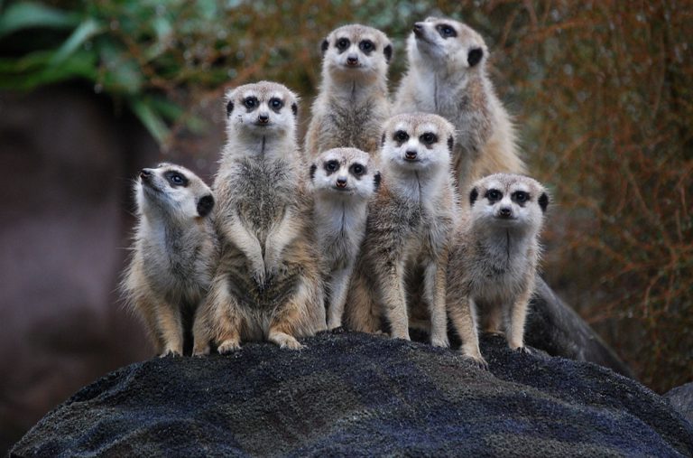 Tudo Sobre O Suricato: Características, Nome Científico E Fotos ...