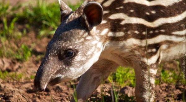Ciclo de Vida da Anta: Quantos Anos Elas Vivem? | Mundo Ecologia