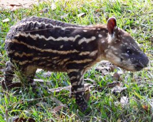 Diferenças entre Anta, Capivara, Paca, Ariranha e Cotia | Mundo Ecologia