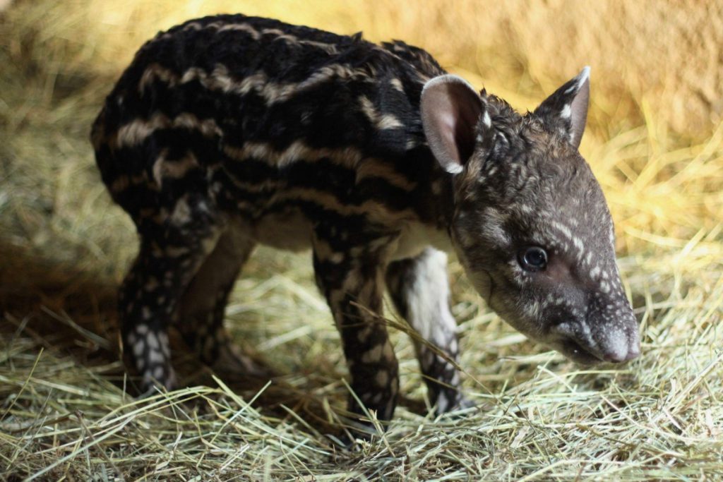 Anta-Centro-Americana: Características, Nome Científico e Fotos | Mundo ...
