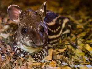 Tudo sobre a anta: características, nome cientifico e fotos | Mundo ...