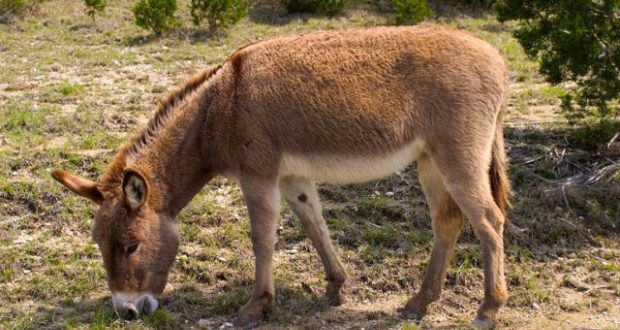 Asno: Curiosidades e Fatos Interessantes Sobre o Animal | Mundo Ecologia