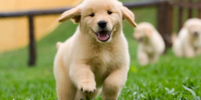 Filhote de Golden Retriever Para Adoção: Onde Encontrar? | Mundo Ecologia