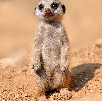 Tudo Sobre O Suricato: Características, Nome Científico E Fotos ...