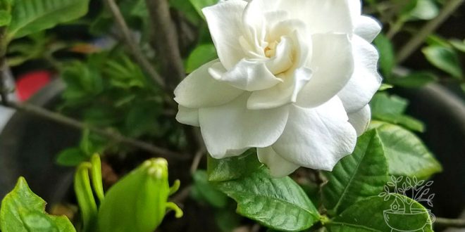 Tudo Sobre a Flor Gardênia: Características, Nome Científico e Fotos ...