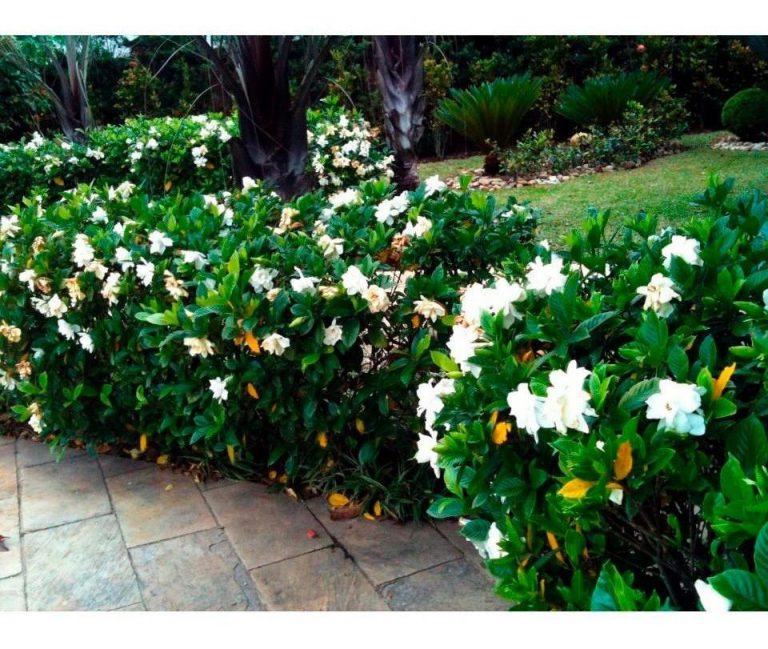Tudo Sobre a Flor Gardênia: Características, Nome Científico e Fotos ...