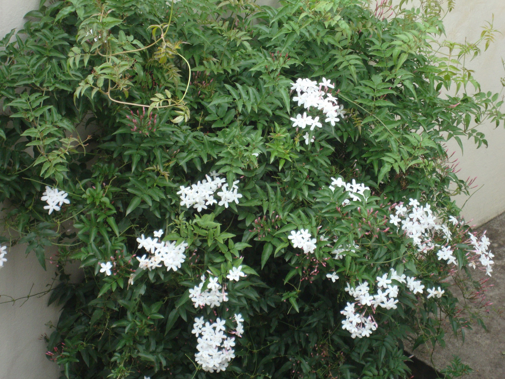 Como Cuidar da Flor Jasmim do Imperador, Fazer Mudas e Podar – Mundo ...
