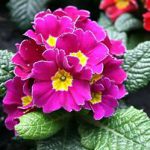 Tudo Sobre a Flor Prímula: Características e Nome Cientifico – Mundo ...