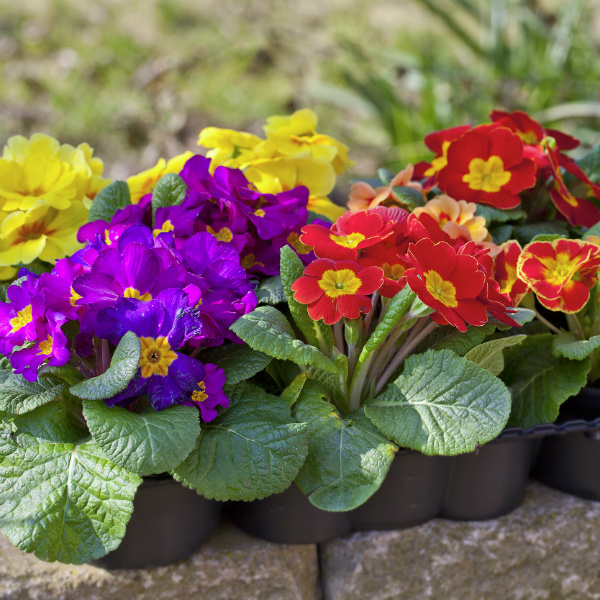 Tudo Sobre a Flor Prímula: Características e Nome Cientifico – Mundo ...