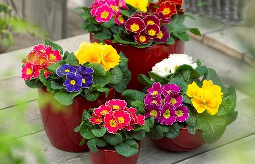 Tudo Sobre a Flor Prímula: Características e Nome Cientifico | Mundo ...