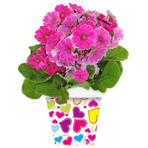 Tudo Sobre a Flor Prímula: Características e Nome Cientifico – Mundo ...