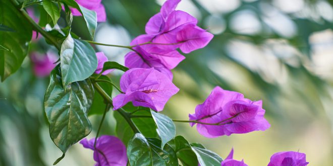 História da Flor Primavera: Significado, Origem da Planta e Fotos ...