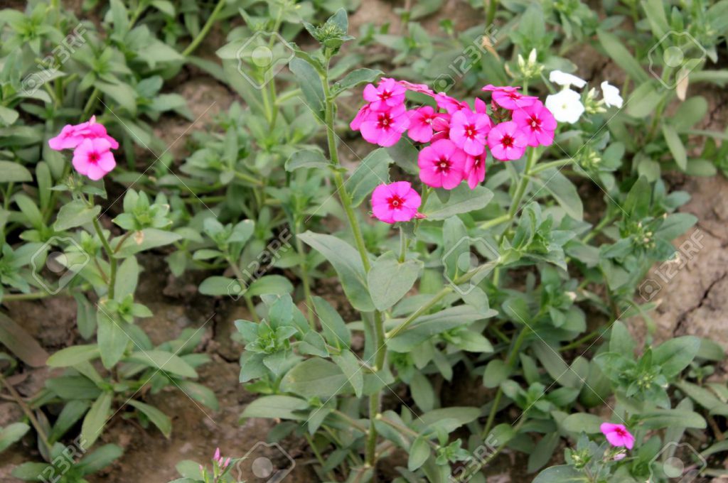 História da Flor Flox, Significado e Origem da Planta | Mundo Ecologia