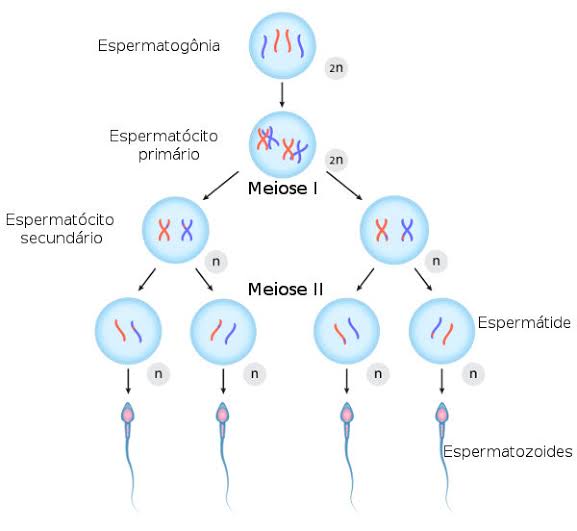 O Que Se Entende Por Meiose Gamética? | Mundo Ecologia
