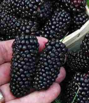 Que Cor é a Amora? Cor dos Frutos e Folhas da Amoreira | Mundo Ecologia