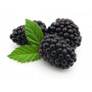 Que Cor é a Amora? Cor dos Frutos e Folhas da Amoreira | Mundo Ecologia