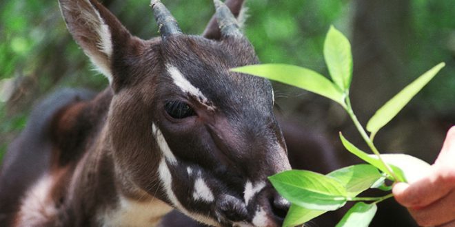 Reprodução do Saola: Filhotes e Período de Gestação | Mundo Ecologia
