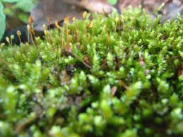 O Que São os Gametóforos das Hepáticas? | Mundo Ecologia