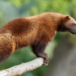 Ficha Técnica do Glutão: Peso, Altura, Tamanho e Imagens – Mundo Ecologia