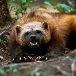 Ficha Técnica do Glutão: Peso, Altura, Tamanho e Imagens – Mundo Ecologia