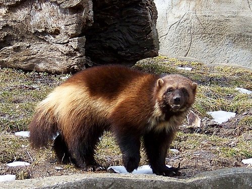 História do Glutão e Origem do Animal – Mundo Ecologia