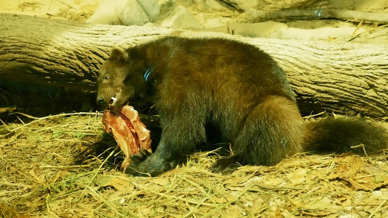História do Glutão e Origem do Animal – Mundo Ecologia