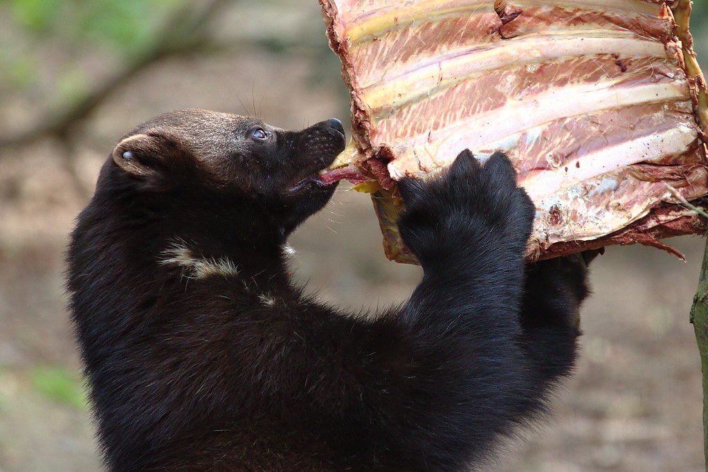 História do Glutão e Origem do Animal – Mundo Ecologia