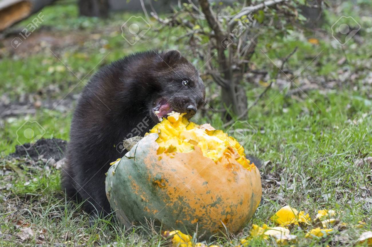 História do Glutão e Origem do Animal – Mundo Ecologia