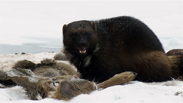 História do Glutão e Origem do Animal – Mundo Ecologia
