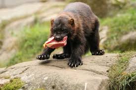 História do Glutão e Origem do Animal – Mundo Ecologia