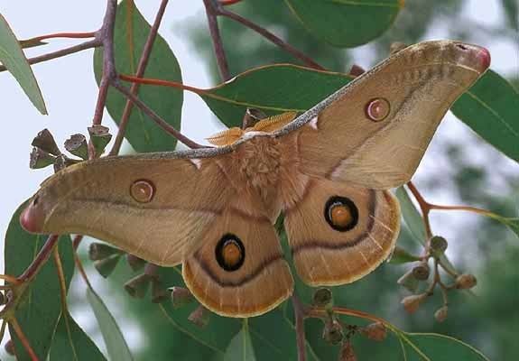 Traça de Goma Imperador: Características, Nome Cientifico e Fotos ...