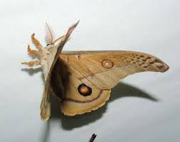 Traça de Goma Imperador: Características, Nome Cientifico e Fotos ...