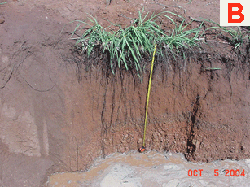 O Que é Horizonte Plíntico? Como Ele Acontece? | Mundo Ecologia