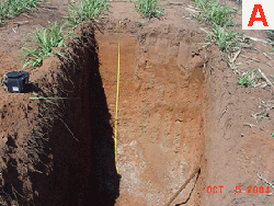 O Que é Horizonte Plíntico? Como Ele Acontece? | Mundo Ecologia