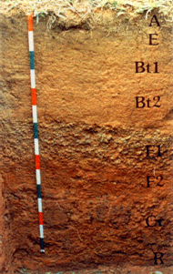 O Que é Horizonte Plíntico? Como Ele Acontece? | Mundo Ecologia