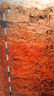 O Que é Horizonte Plíntico? Como Ele Acontece? | Mundo Ecologia