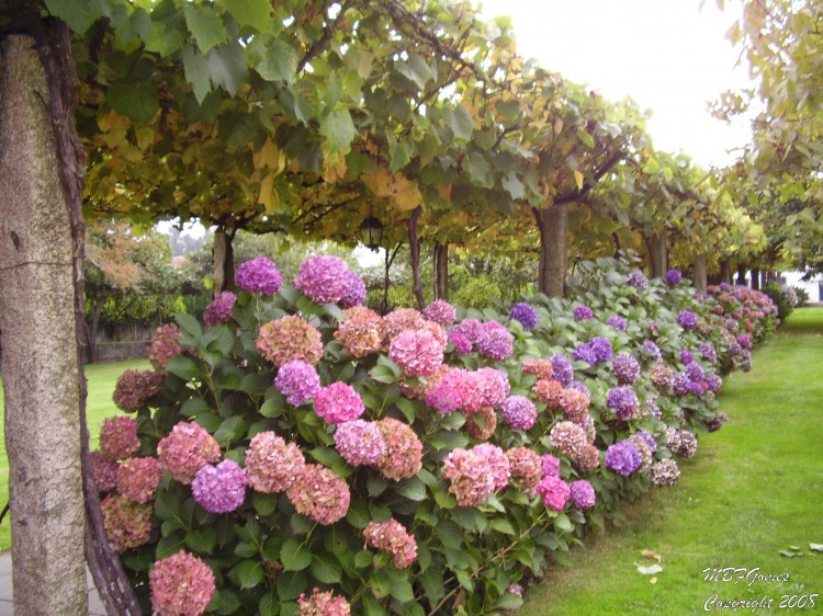 Qual o Melhor Adubo Para Hortências? | Mundo Ecologia