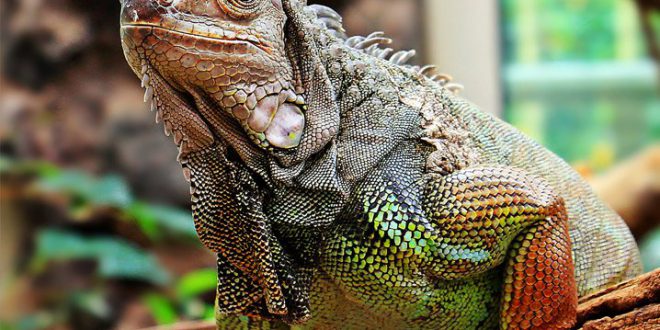 Como Se Desloca A Iguana? Sistema Locomotor Da Iguana | Mundo Ecologia